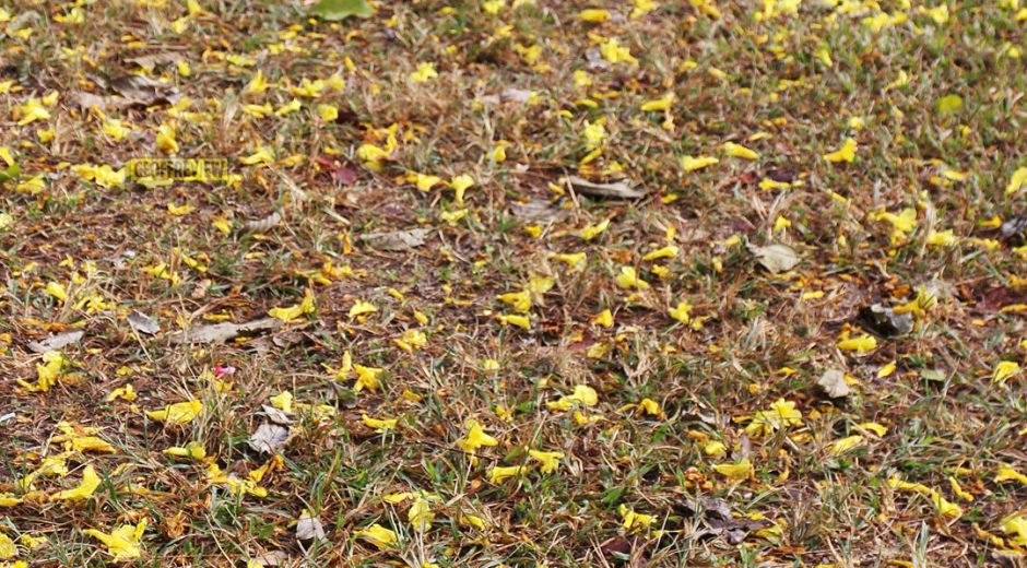 Malaybalay Golden Shower Tree (The best time to see it in Bukidnon ...