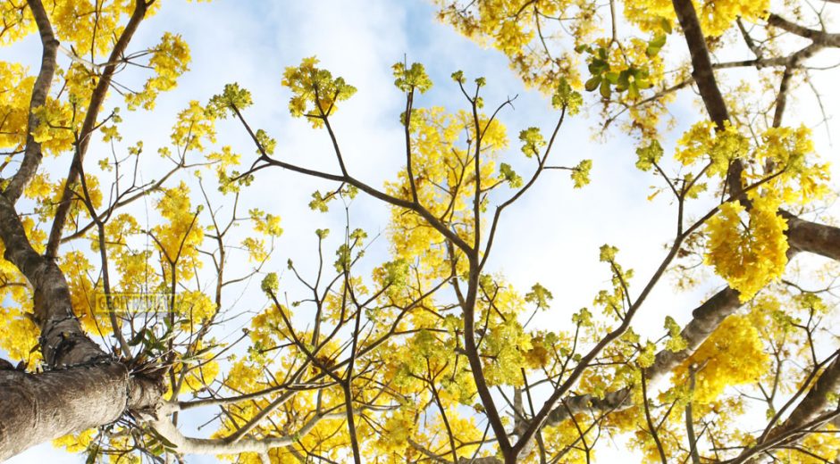 Malaybalay Golden Shower Tree (The best time to see it in Bukidnon ...