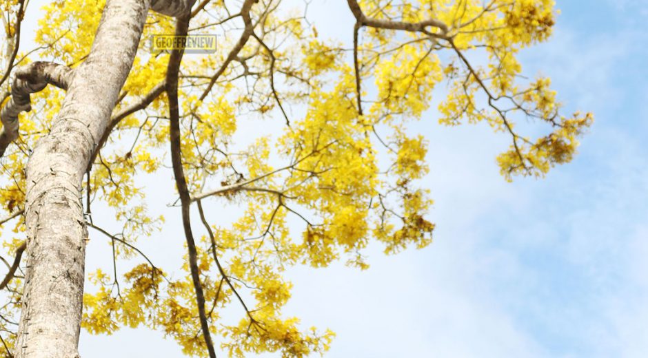 Malaybalay Golden Shower Tree (The best time to see it in Bukidnon ...
