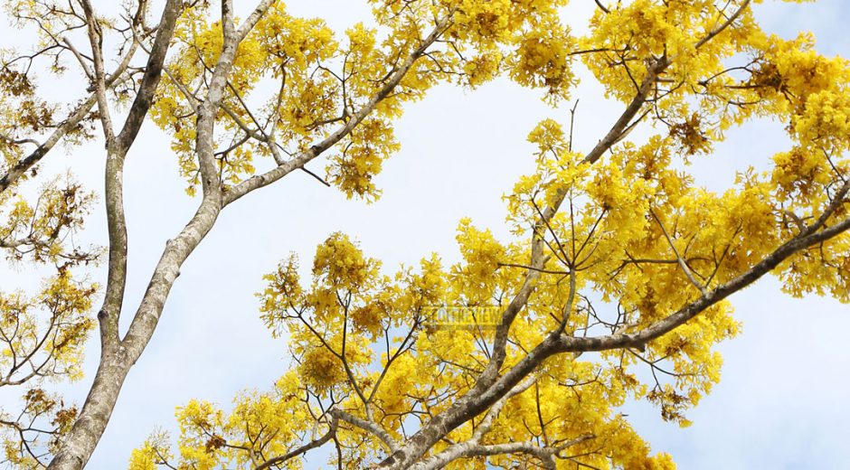 Malaybalay Golden Shower Tree (The best time to see it in Bukidnon ...