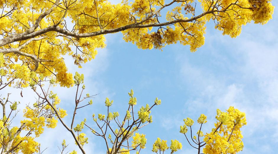 Malaybalay Golden Shower Tree (The best time to see it in Bukidnon ...